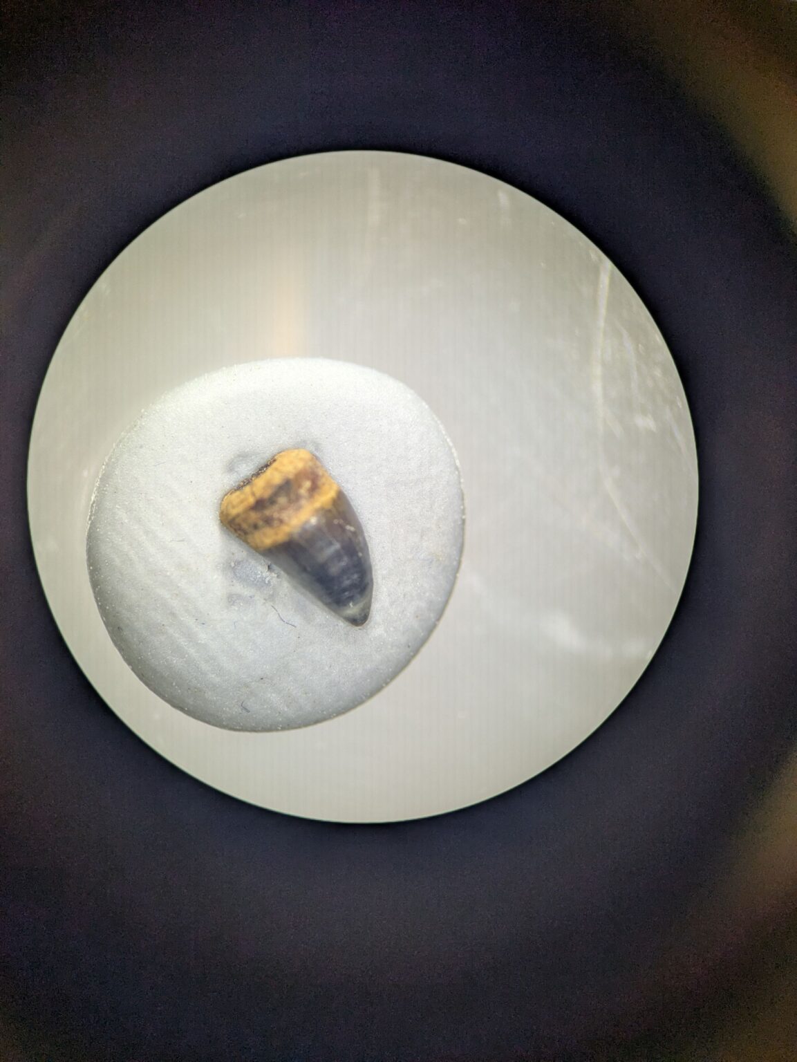 Digging into History: College's Microfossil Research Lab Works to ...